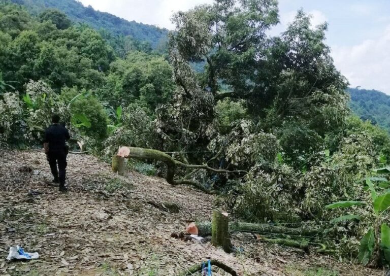 UMNO and DAP under fire over illegal durian farm in Raub