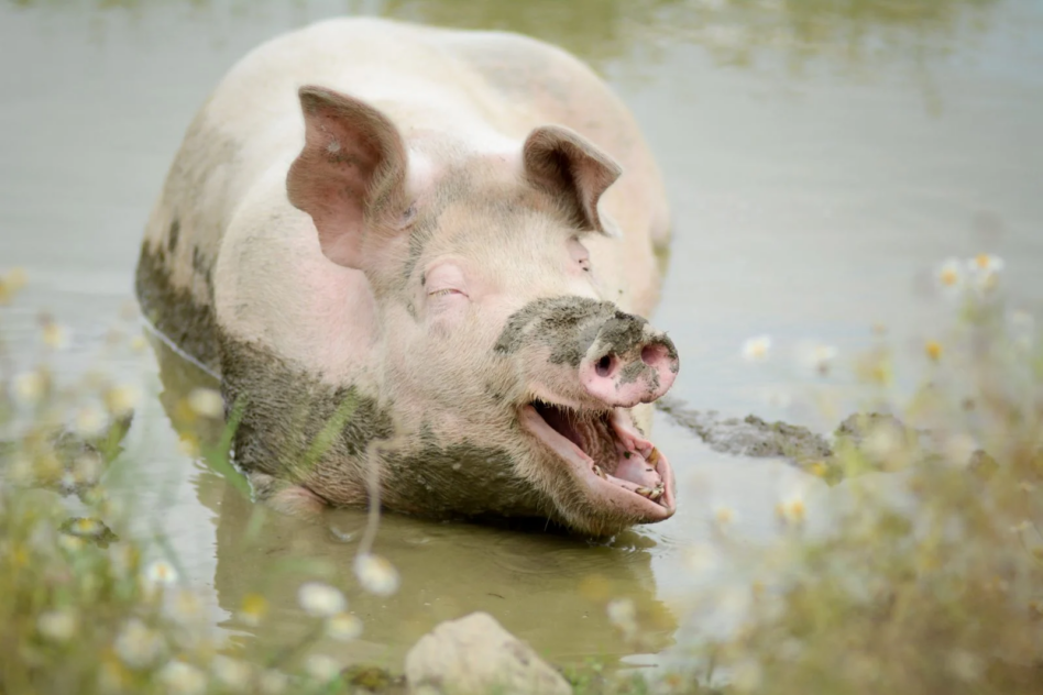 No new pig farm license in Selangor; netizens give thumbs up to Sultan