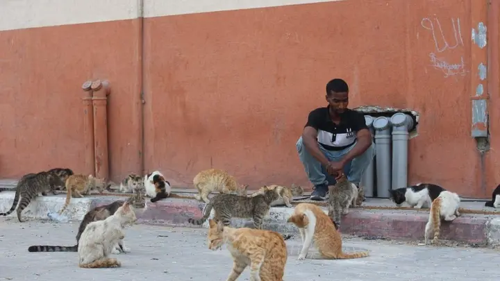 Gaza volunteers fight to save stray animals amid war and destruction