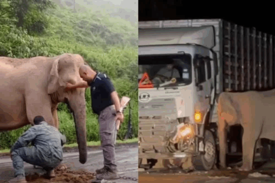 Viral video: Mother elephant refuses to leave dead calf killed by lorry driver