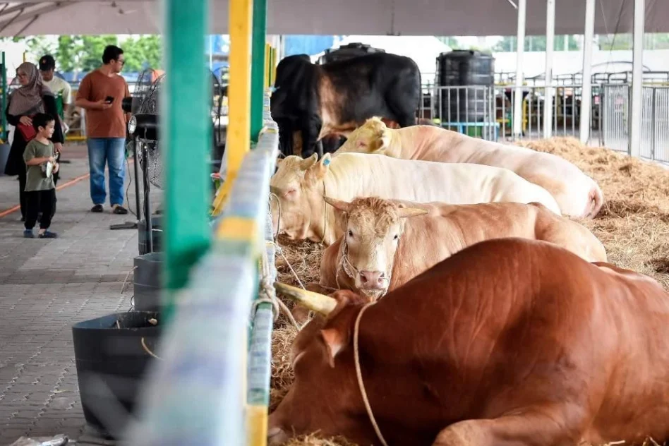 “Upin” and “Ipin” to be sacrificed for this year’s Aidiladha