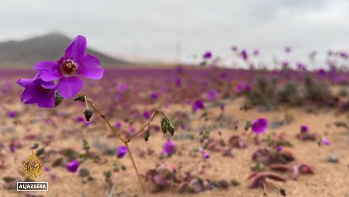 Rare winter growth blooms in Chile’s driest desert, showcasing a ...