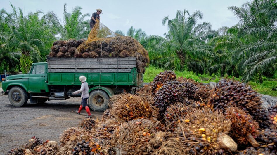 Malaysia must accelerate biomass energy systems to stay competitively ...