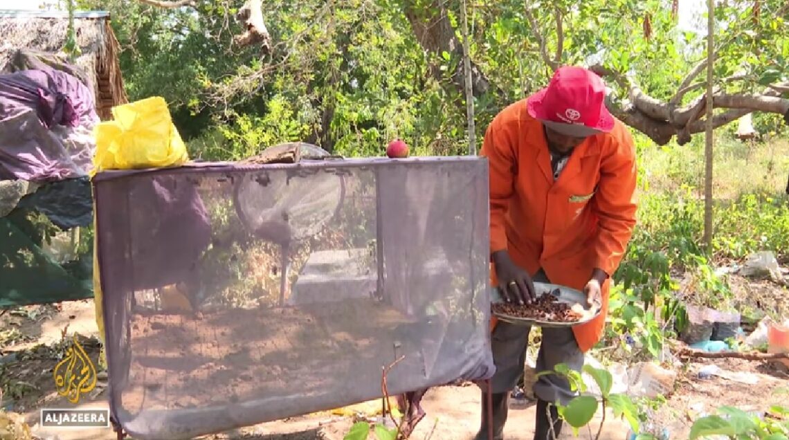 Butterfly business takes off: Kenyan farmers say the sector lacks good ...