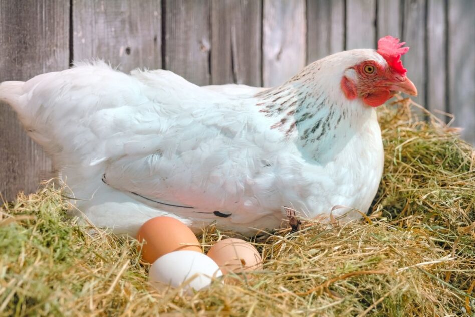 Eating chicken three times a day is costing us more than we think