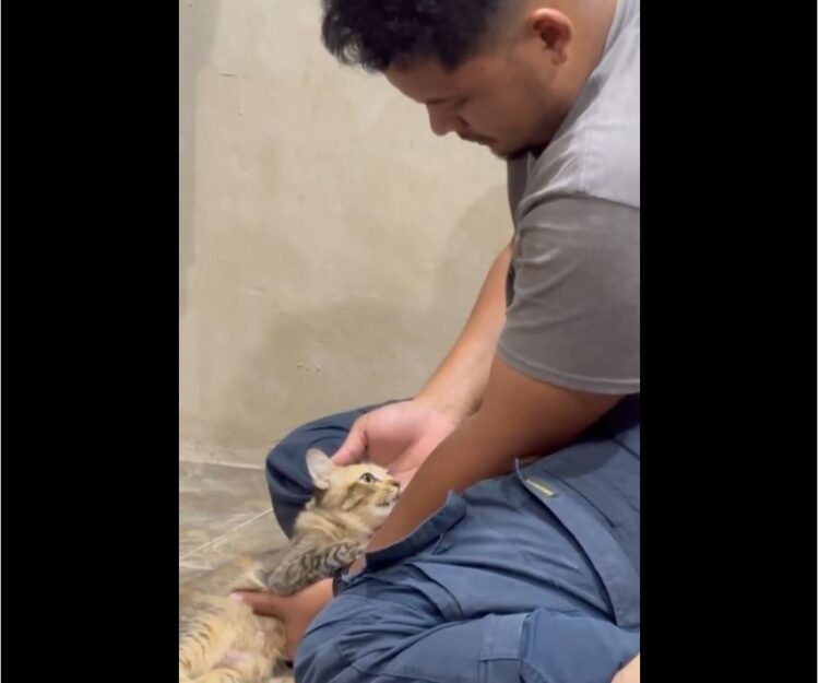 Video of distraught owner accompanying dying cat brings netizens to tears