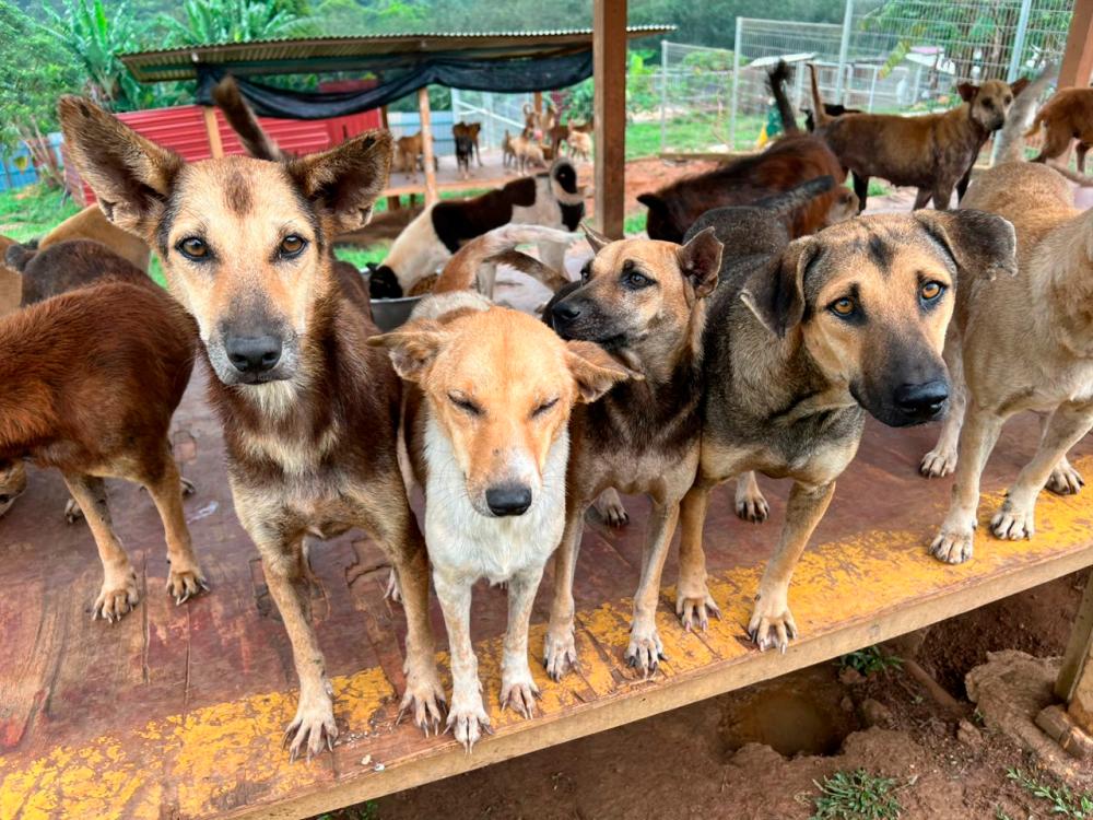 The barbaric approach of culling by the Negri Sembilan state govt must ...