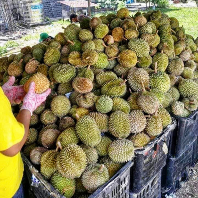 Savour the real Durian Rahmah @ RM4.99 from Durians Atok in Shah Alam