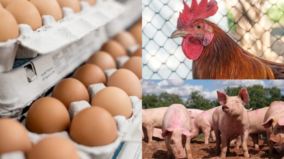 Of the unity gov’t being over-zealous to stabilise pork price but ...