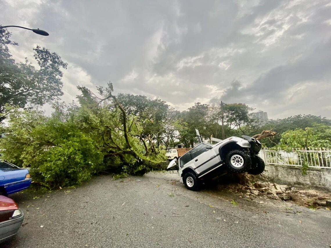 Climatic changes require a change in the way how urban trees need to be ...