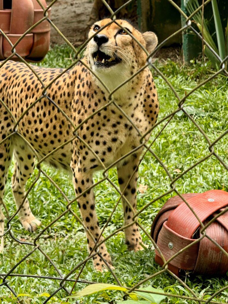 Flash the Cheetah gets adopted by CHEETAH!