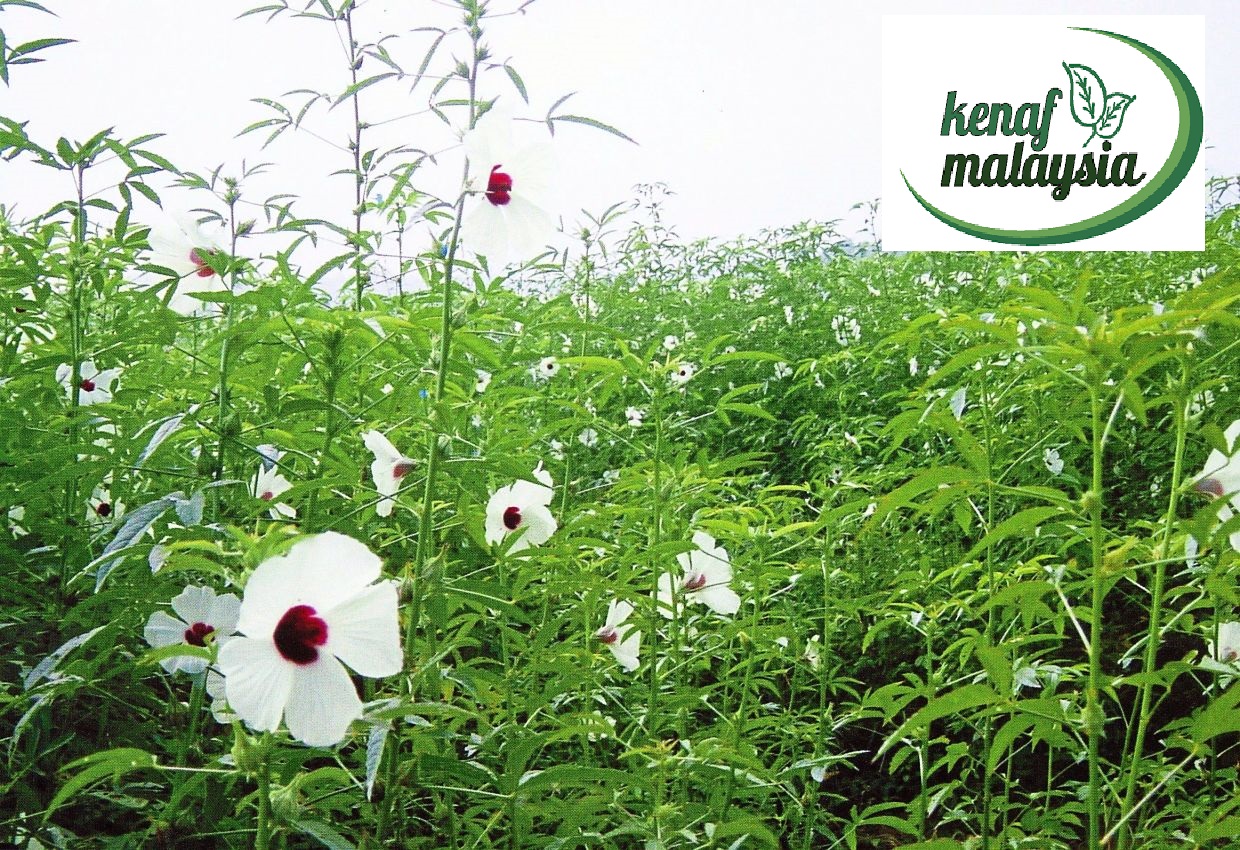 Patriotism and kenaf go hand-in-hand; potential replacement crop for ...