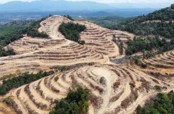 Kledang Saiong Forest Reserve to be turned into a ‘timber producing ...