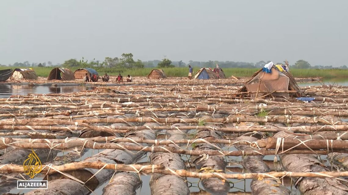 Congo rainforest in peril: Logging endangers vital ecosystem