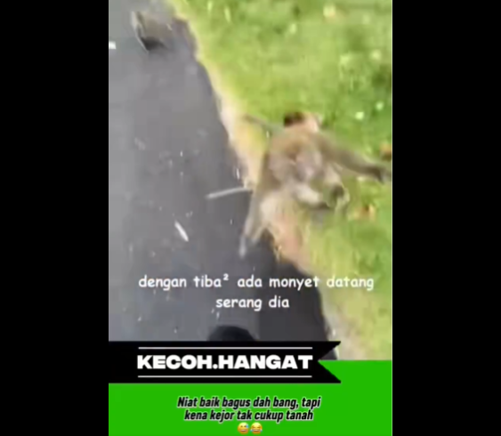 Monkeys attack good samaritan who tried to help; not all good deeds are repaid with kindness