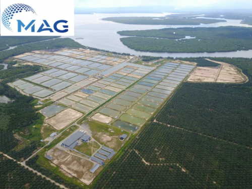 MAG invests RM22 mil in Indonesia shrimp farming venture