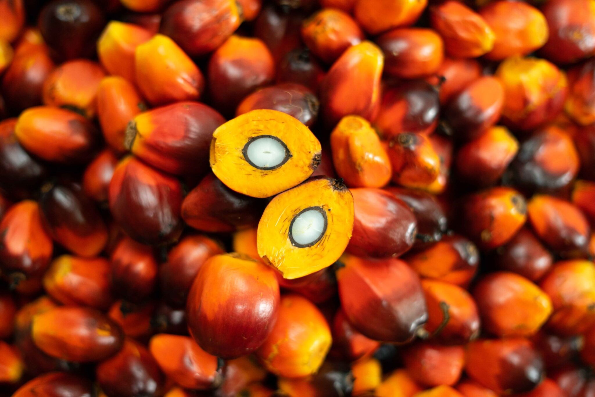 Crude palm oil prices stabilise as supply concerns ease, stocks rise