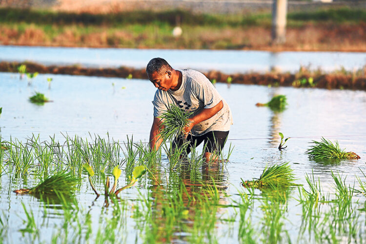 Dismantling Bernas’ grip on import of rice must not create more mini ...