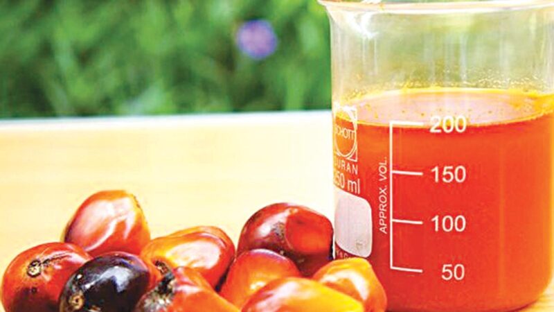 Challenging misinformation and embracing a holistic perspective of palm oil