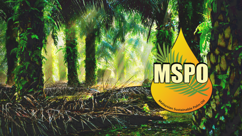 Malaysia’s sustainable palm oil efforts bear fruit