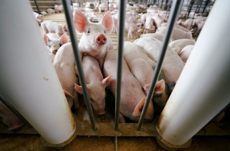 Amanah and Ronnie Liu in spat now over pig farming and political ...