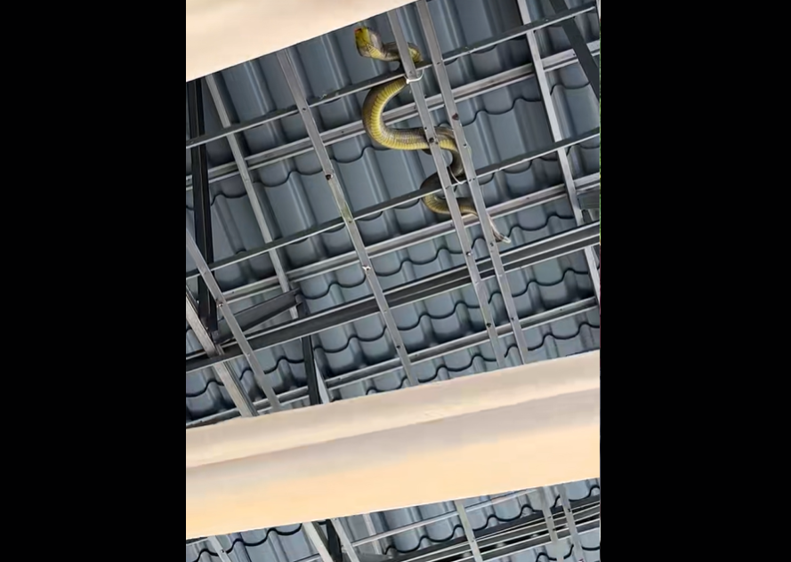 Wedding reception steals the limelight for unconventional decoration—snakes