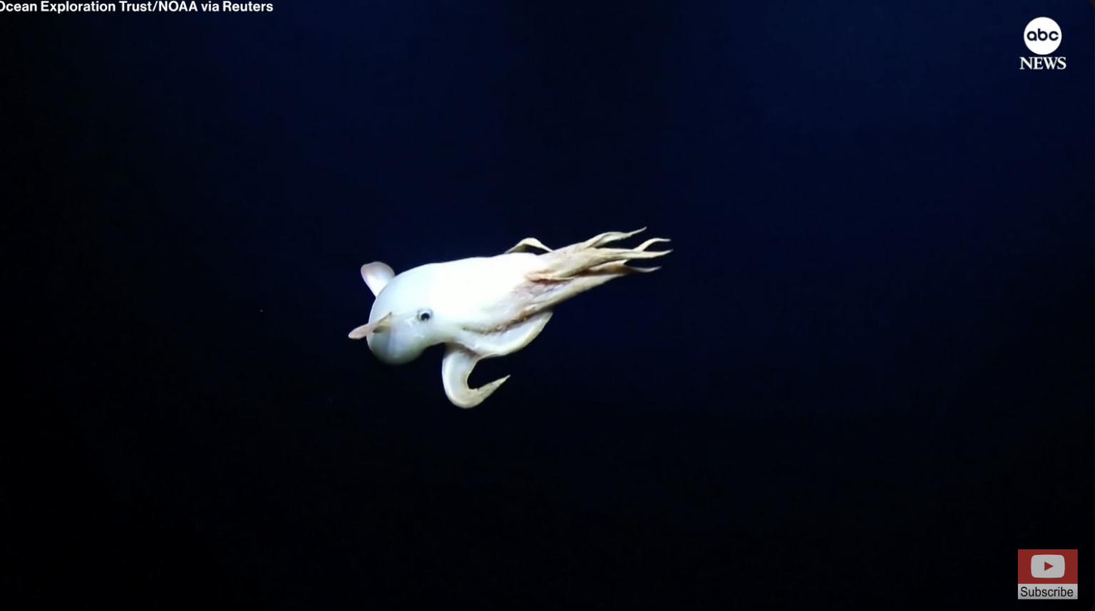 Rare ‘dumbo’ octopus caught on camera on deep-sea dive