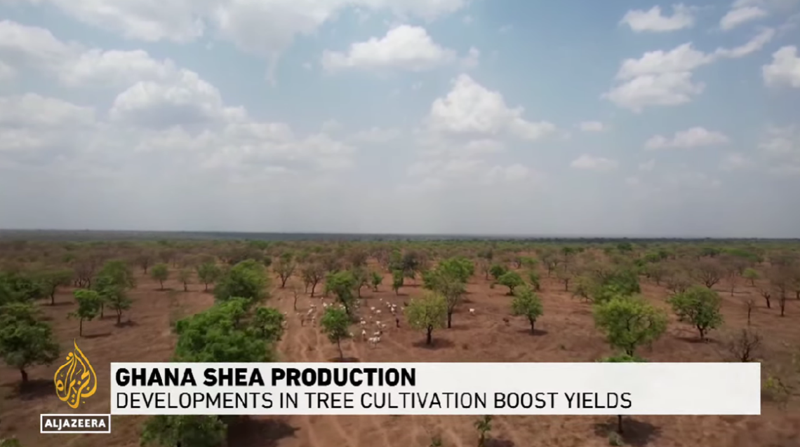 How Ghana cut shea tree growth time from 15 to 5 years