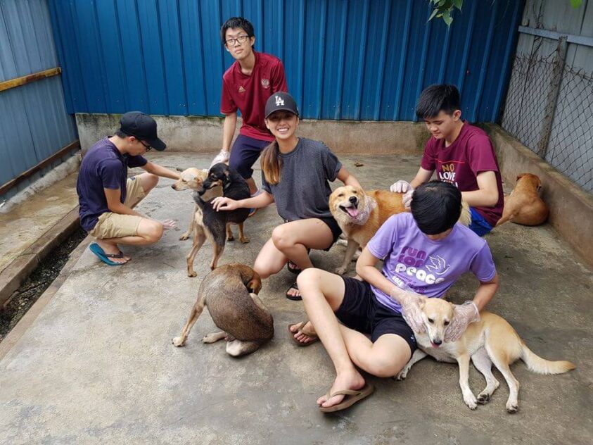 The Malaysian gov’t should fund shelters to accommodate stray dogs, not ...