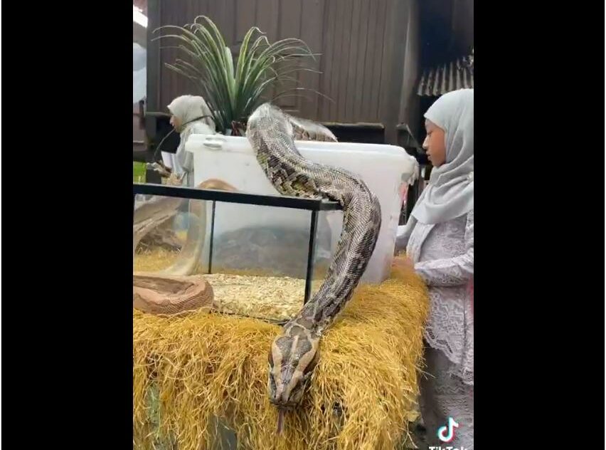 Veterinarian turns marriage reception into a petting zoo
