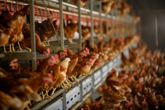 Chicken export ban has done long-term economic damage to M’sian farmers ...
