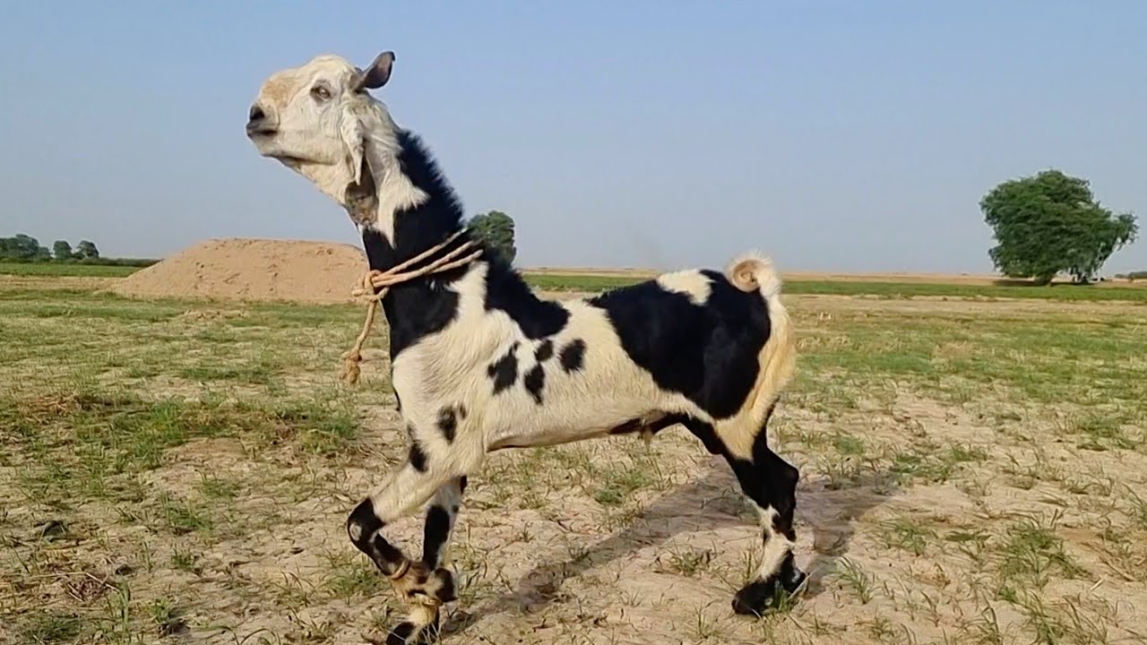 Dancing goats and yellow boots: The internet finds joy in the unexpected