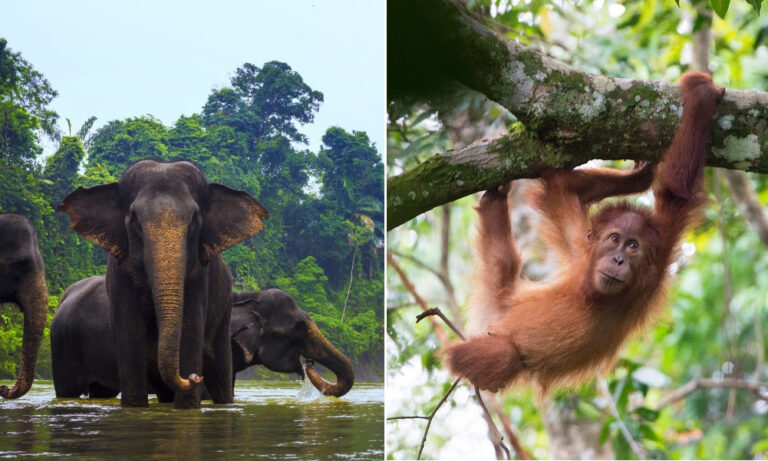 “Protecting Borneo’s wildlife reforesting for the future of elephants ...