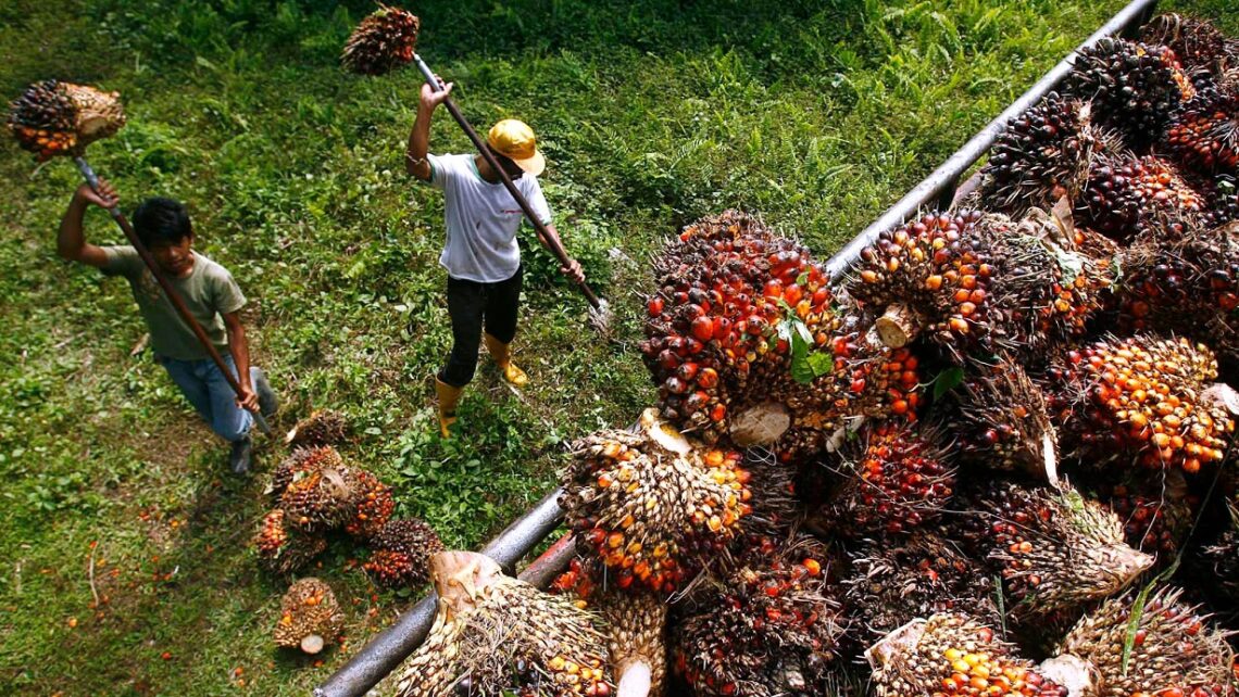 API lauds sustainable palm oil efforts in Malaysia
