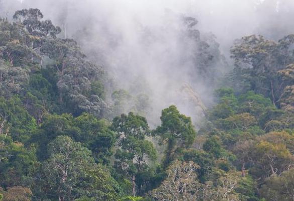 “Our tropical rainforests, our pride!” - Focus Malaysia